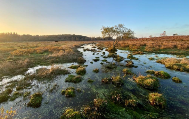 Connecting businesses with nature projects – Environment