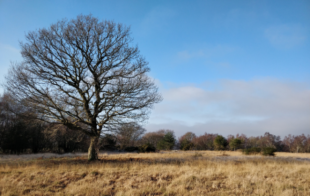 Environmental Improvement Plan – Environment