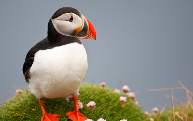 New actions to support seabirds, wildlife and Net Zero – Environment