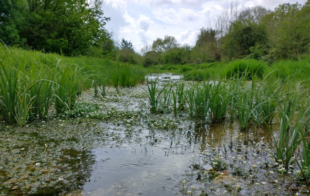 Over £25 million to preserve wildlife-rich habitats in England – Environment