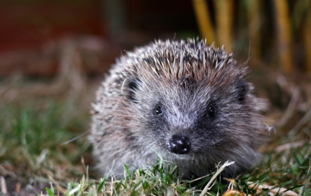 World-first project launched to track hedgehogs and reverse decline ...