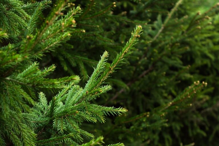 Sustainable festivities: how you can reduce your waste this Christmas ...
