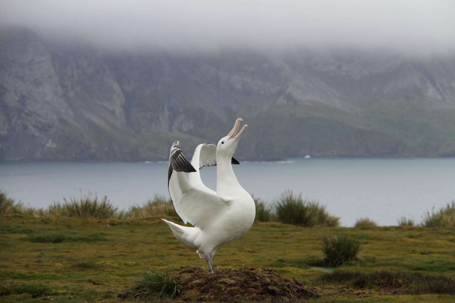 A new era for nature: first co-created Overseas Territories ...