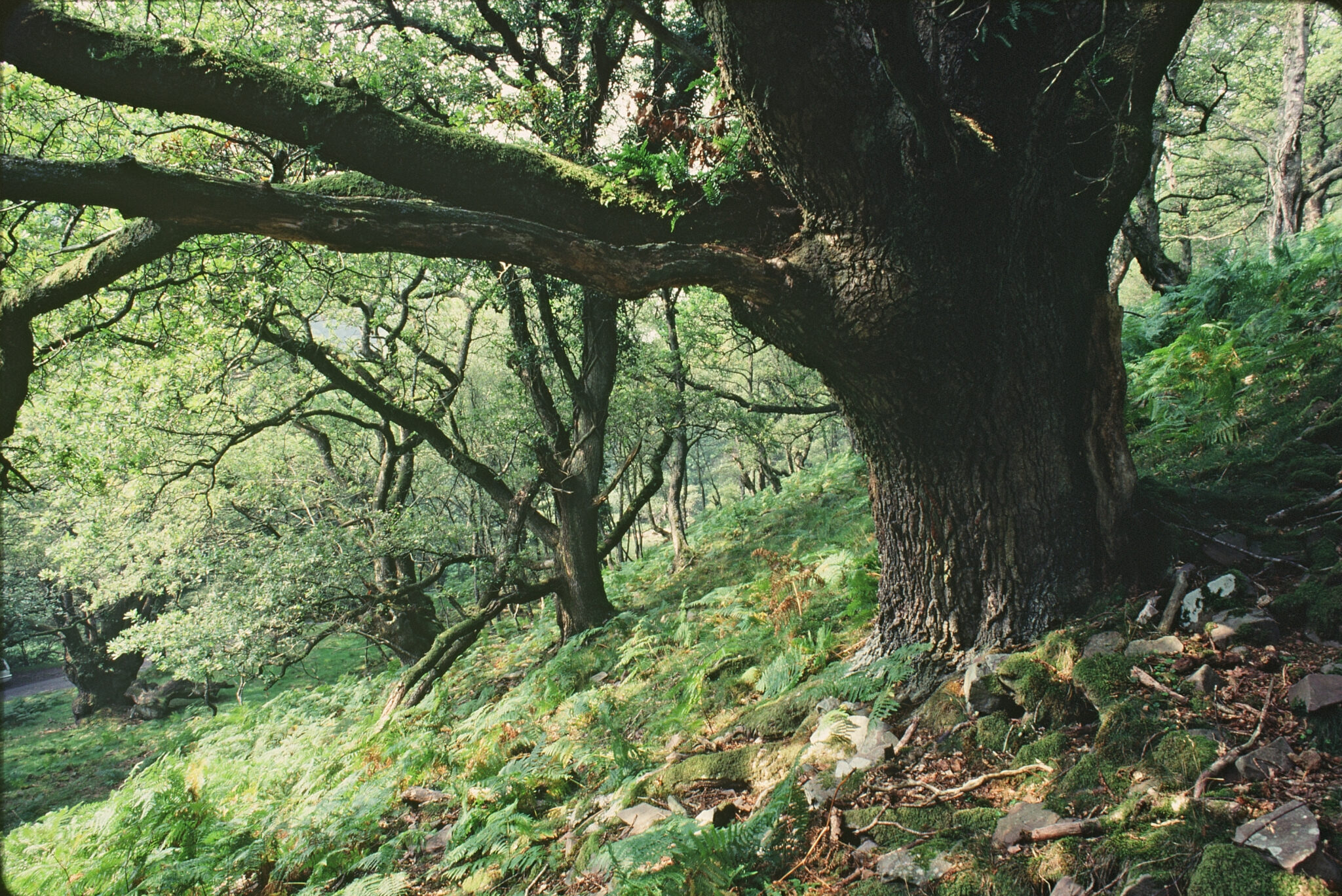 Brought to life through film: the role of Historic Environment Records ...