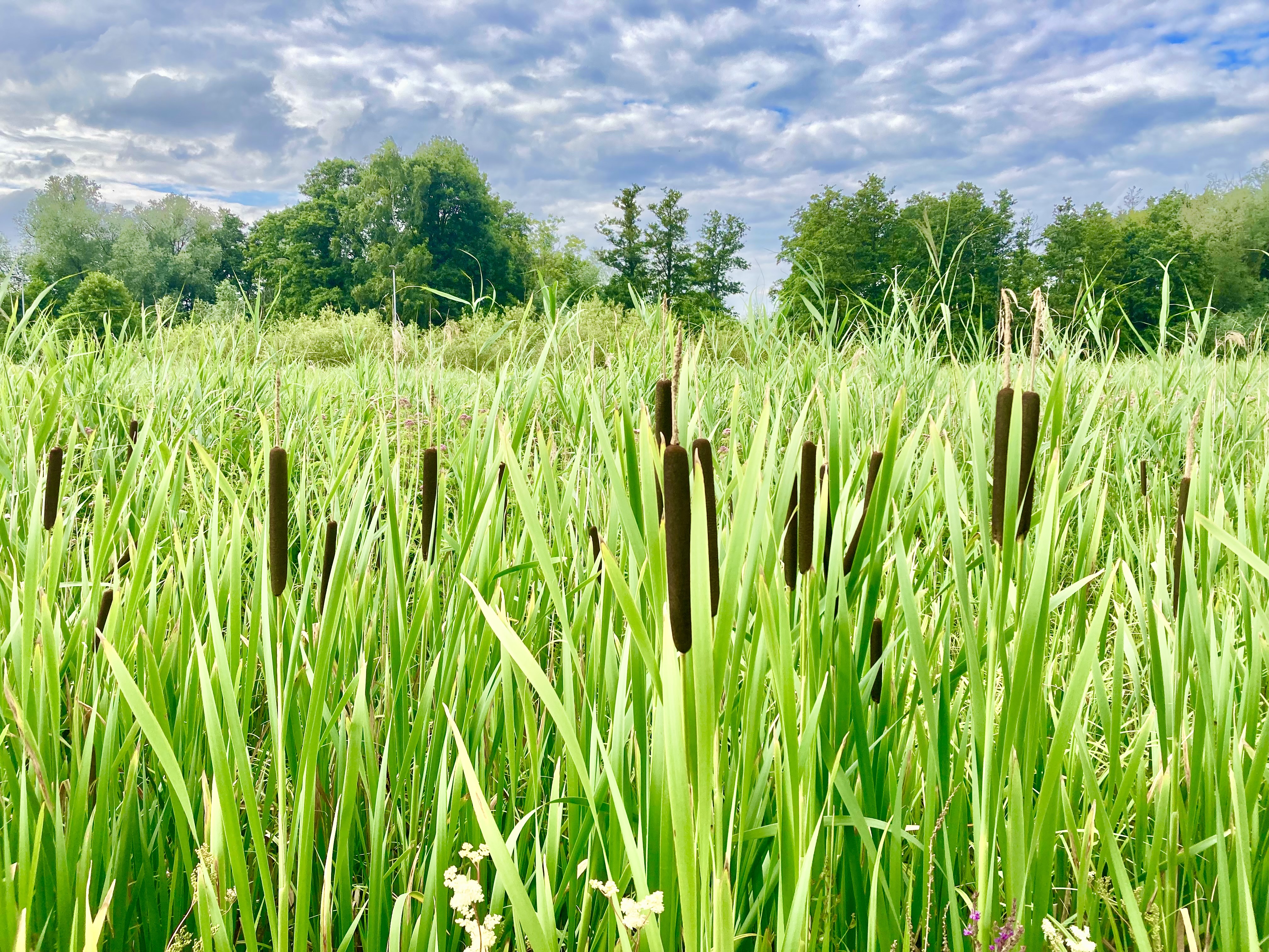 Improving England’s lowland peat: applications open for the Water ...
