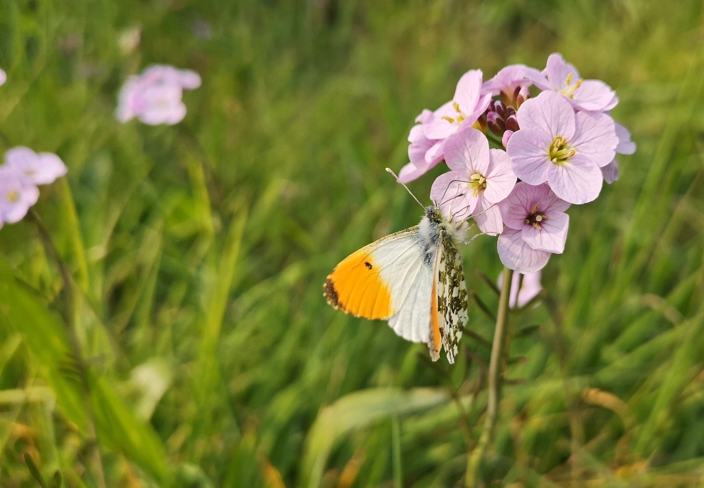 The Wildlife-Rich Habitat Fund: Bringing even more buzz to Protected ...