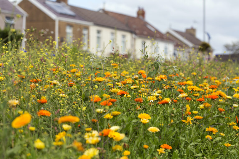 Laying the groundwork for the Nature Restoration Fund – Environment